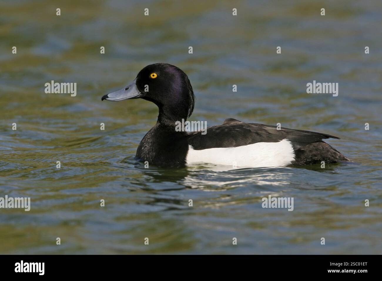 Tufted duck, male, (Aythya fuligula), (Anas fuligula), Swimming in the water, Animals, Birds ...