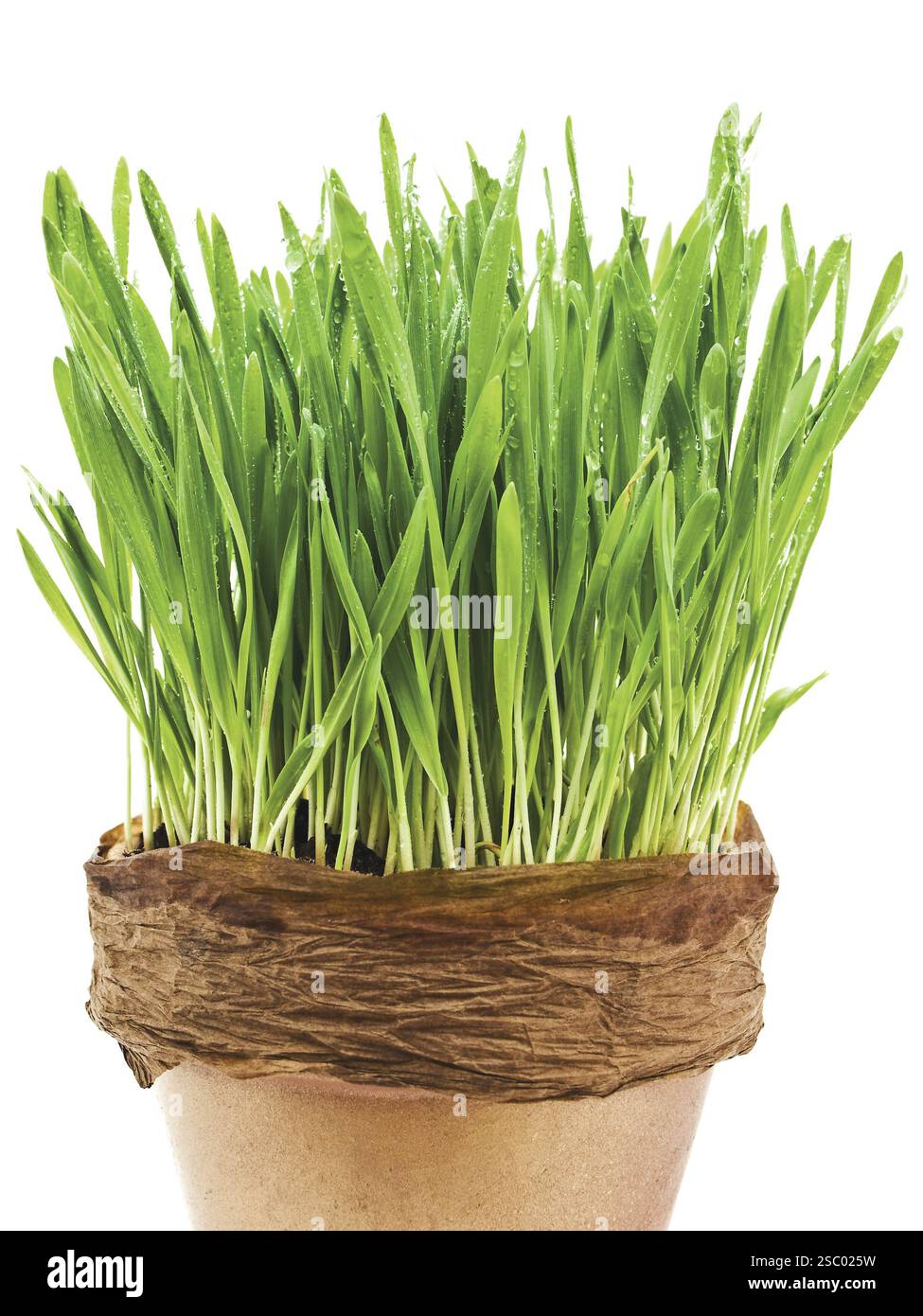 Spring Wet Grass In Bronze Pot Against White Background Stock Photo - Alamy