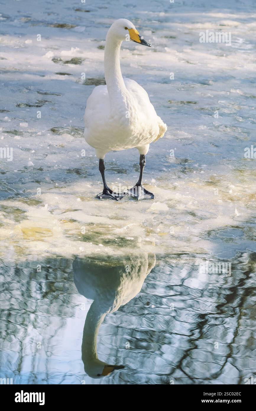 White Swan Stands on the Ice Varna, Bulgaria, Europe Stock Photo - Alamy