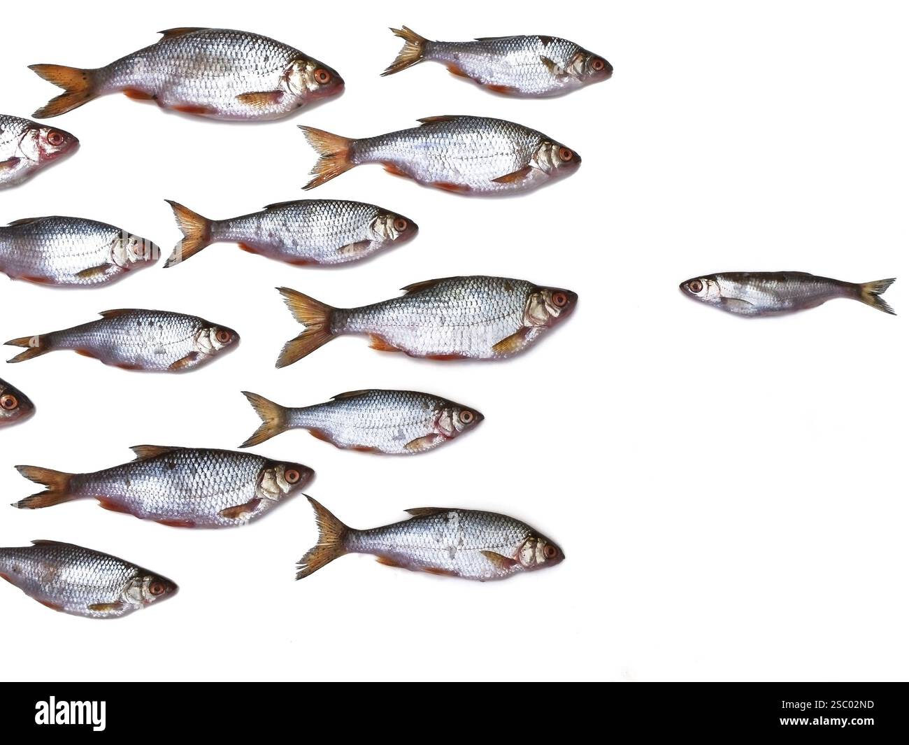 Fish group all by itself against the white background Stock Photo - Alamy