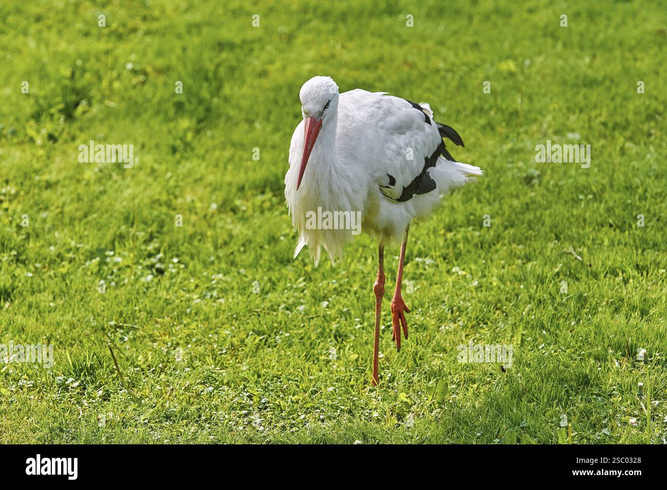 White Stork Walks on the Green Grass Belostock, Poland, Europe Stock ...