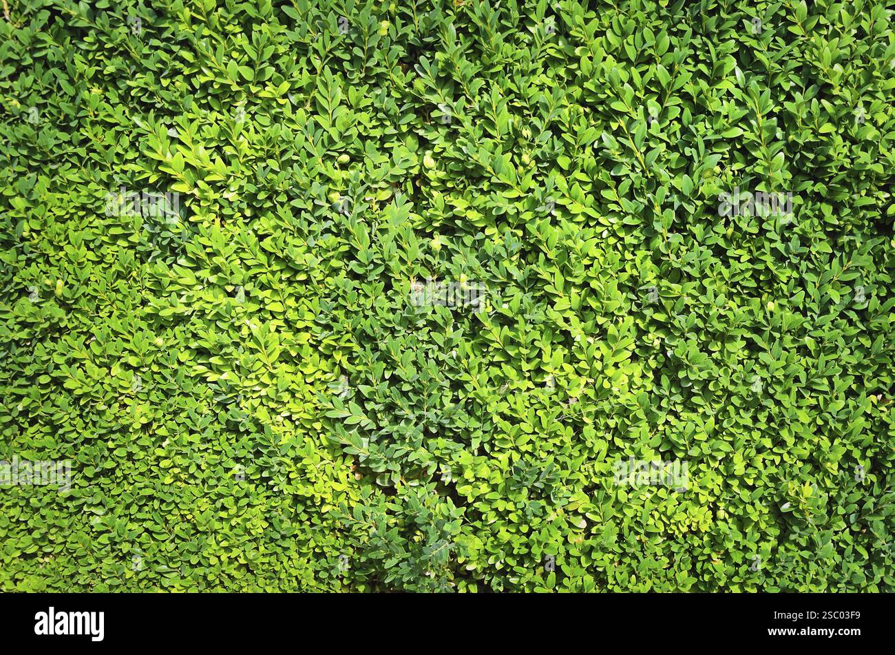 Green bush and shrubs hi-res stock photography and images - Alamy
