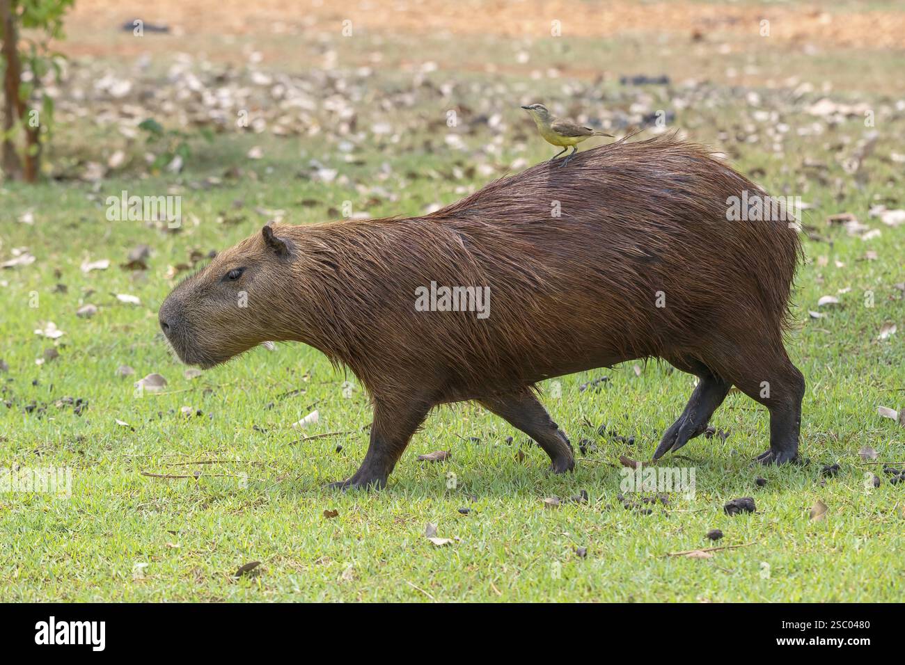 Capybara or capybara (Hydrochoerus hydrochaeris), Pantanal, inland ...