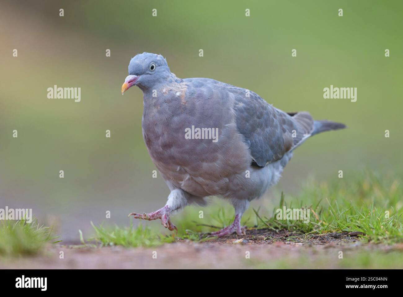 Woodpigeon, (Columba palumbus), foraging on the ground, biotope ...