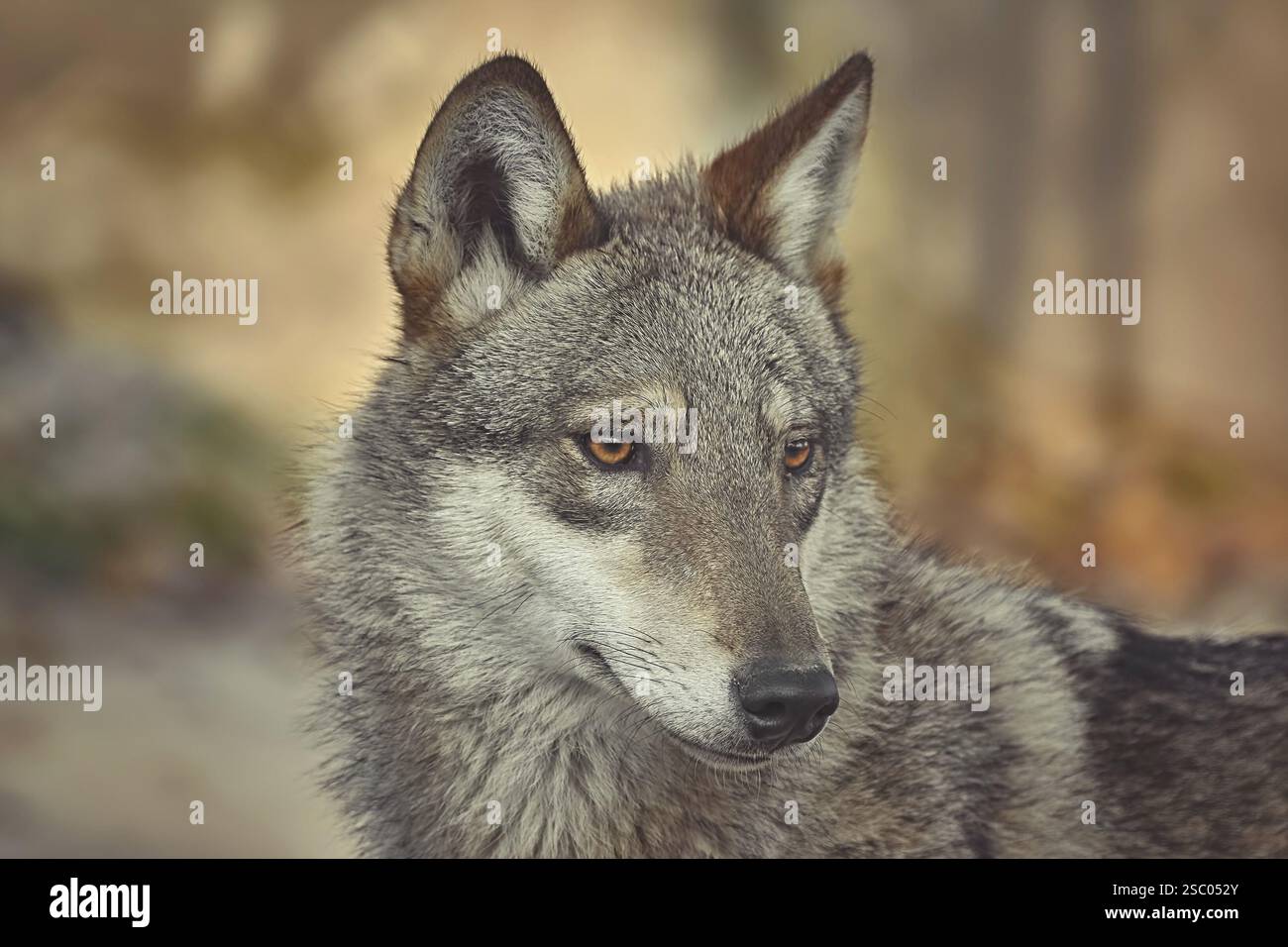 Portrait of grey wolf (Canis lupus) Varna, Bulgaria, Europe Stock Photo ...