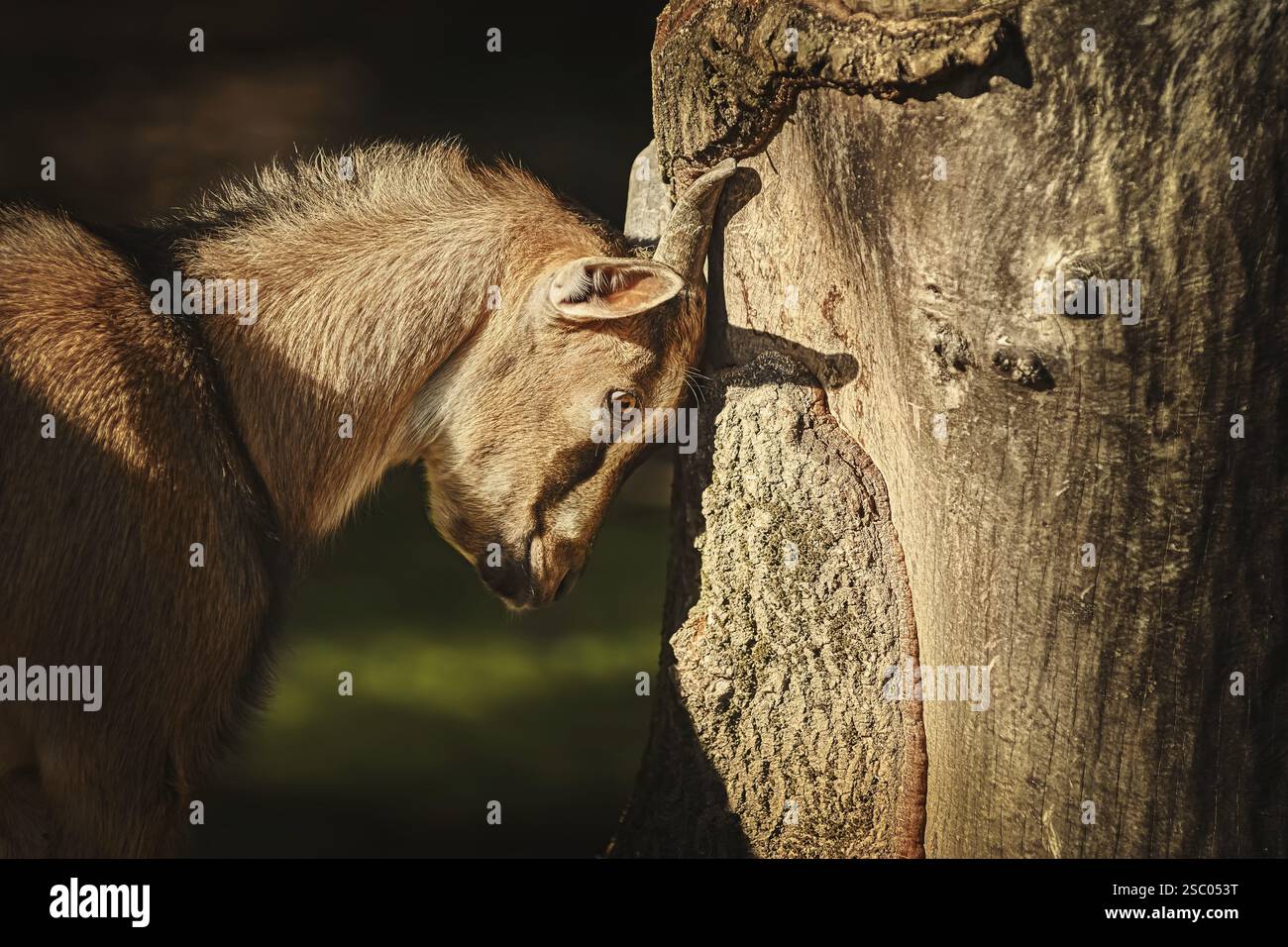 Goat scratching its horns against the tree Devnja, Bulgaria, Europe ...