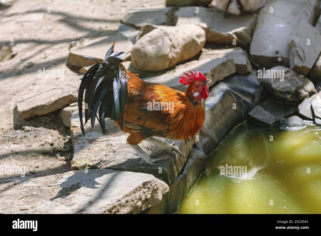 Rooster on the Stone near a pond Sinaia, Romania, Europe Stock Photo ...