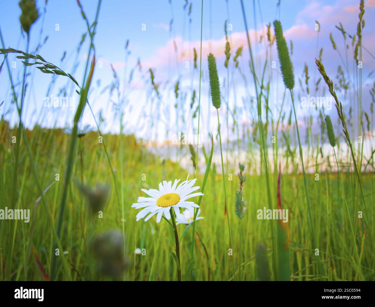 Individual flower sunset hi-res stock photography and images - Alamy