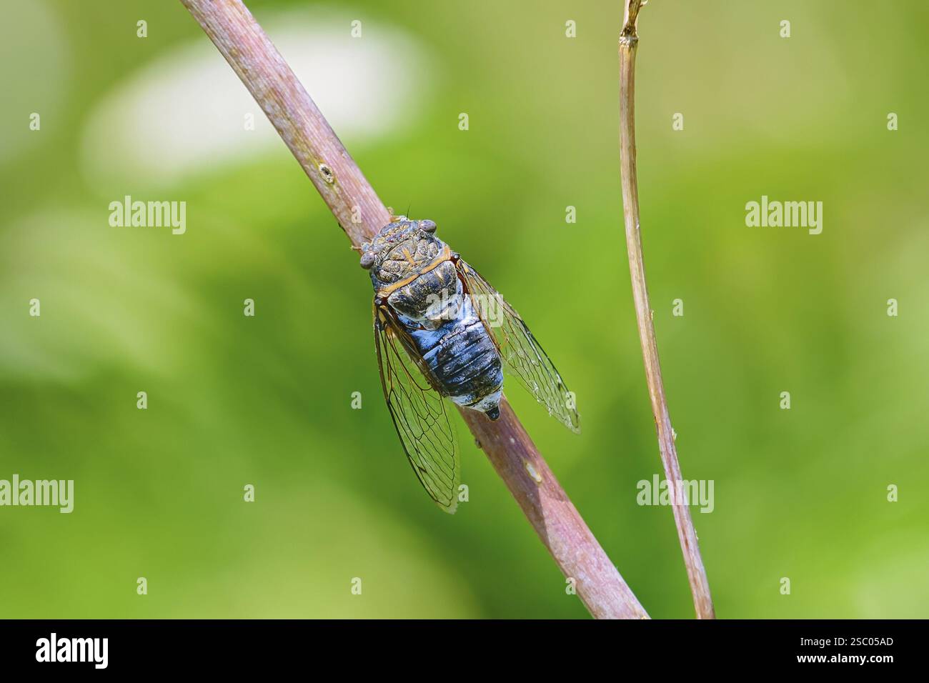 Cicada (order Hemiptera) sitting on the twig Yaylata, Bulgaria, Europe ...