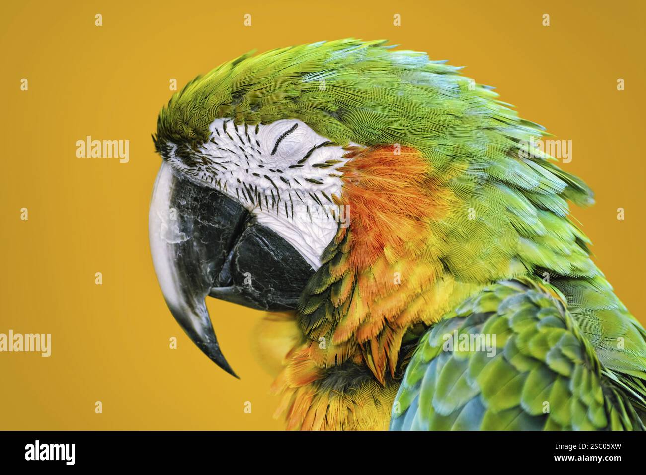 Portrait of Sleeping Macaw Parrot over the Yellow Background Varna ...