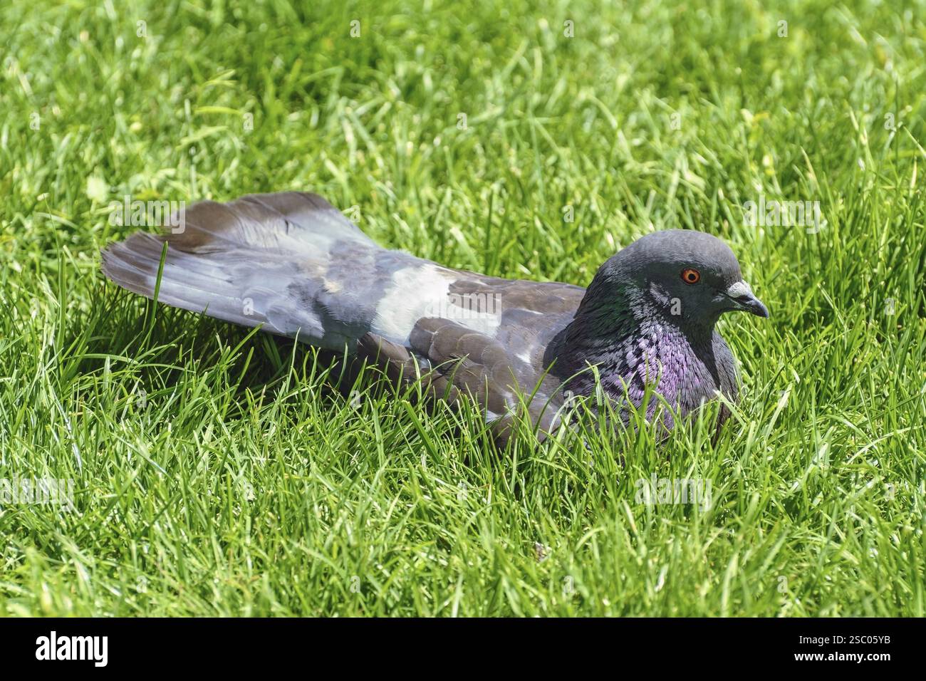 Rock Dove In The Green Grass Cluj-Napoca, Romania, Europe Stock Photo ...