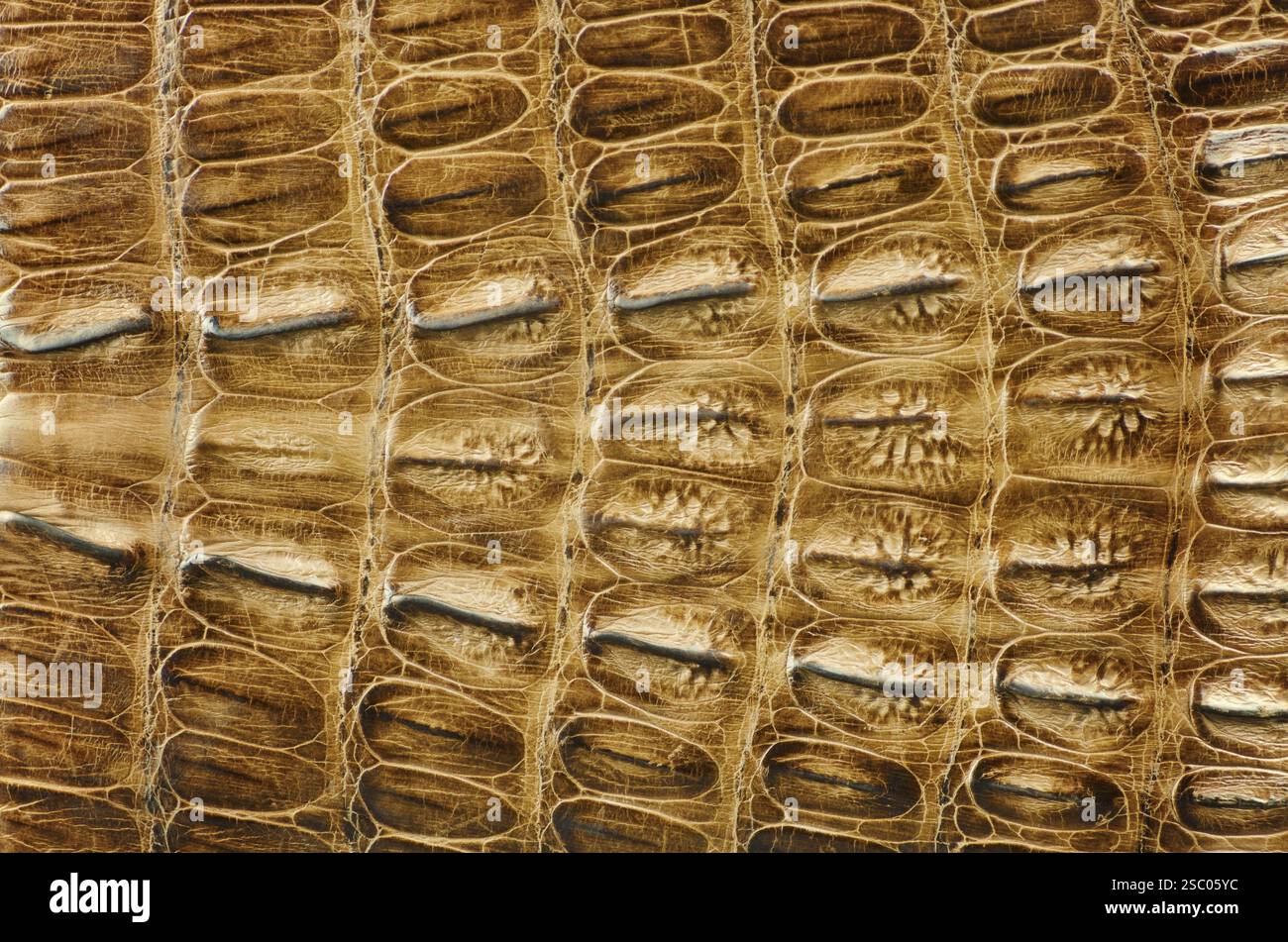 Background from the genuine crocodile leather Stock Photo - Alamy