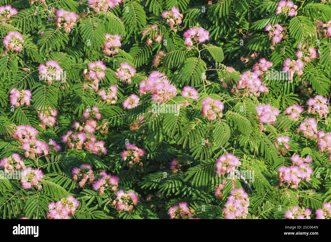 Acacia bloom hi-res stock photography and images - Alamy