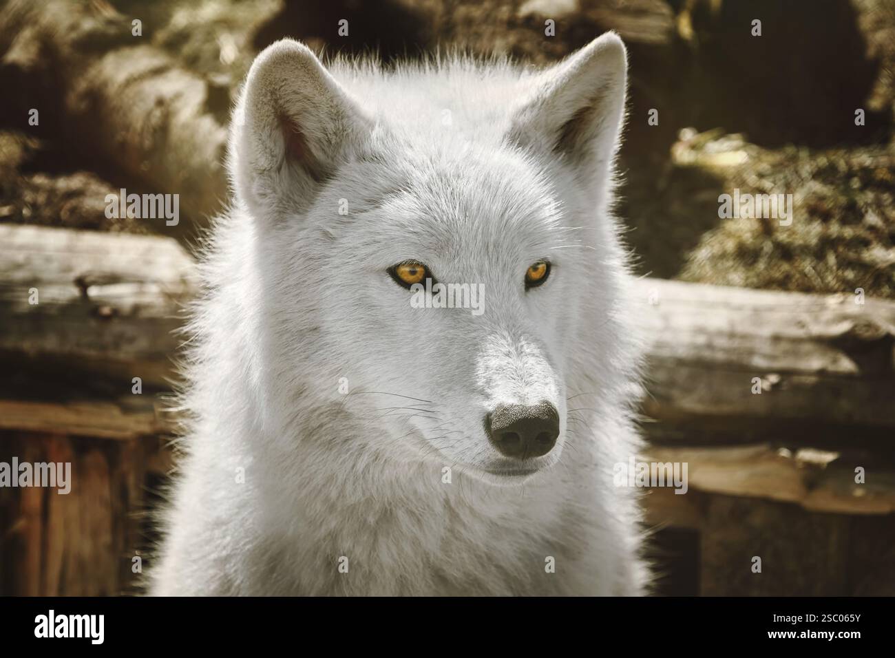 Alaskan Tundra Wolf (Canis Lupus Tundrarum), also Known as the Barren ...