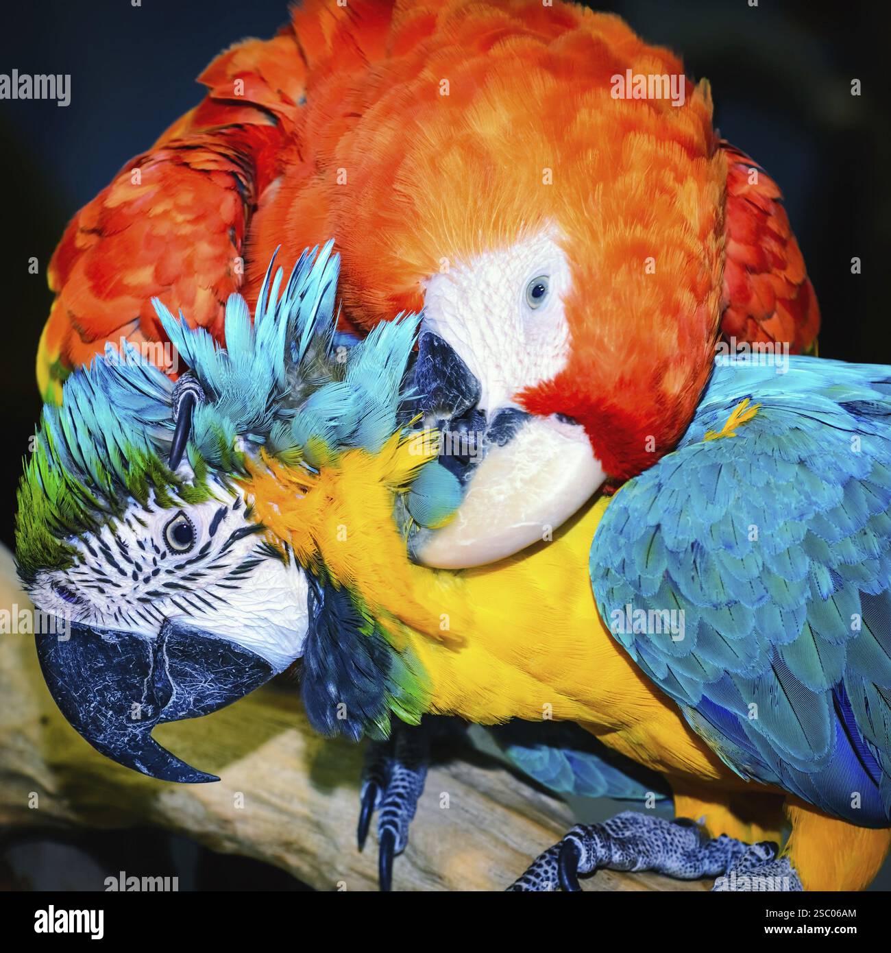 Two macaw hi-res stock photography and images - Alamy