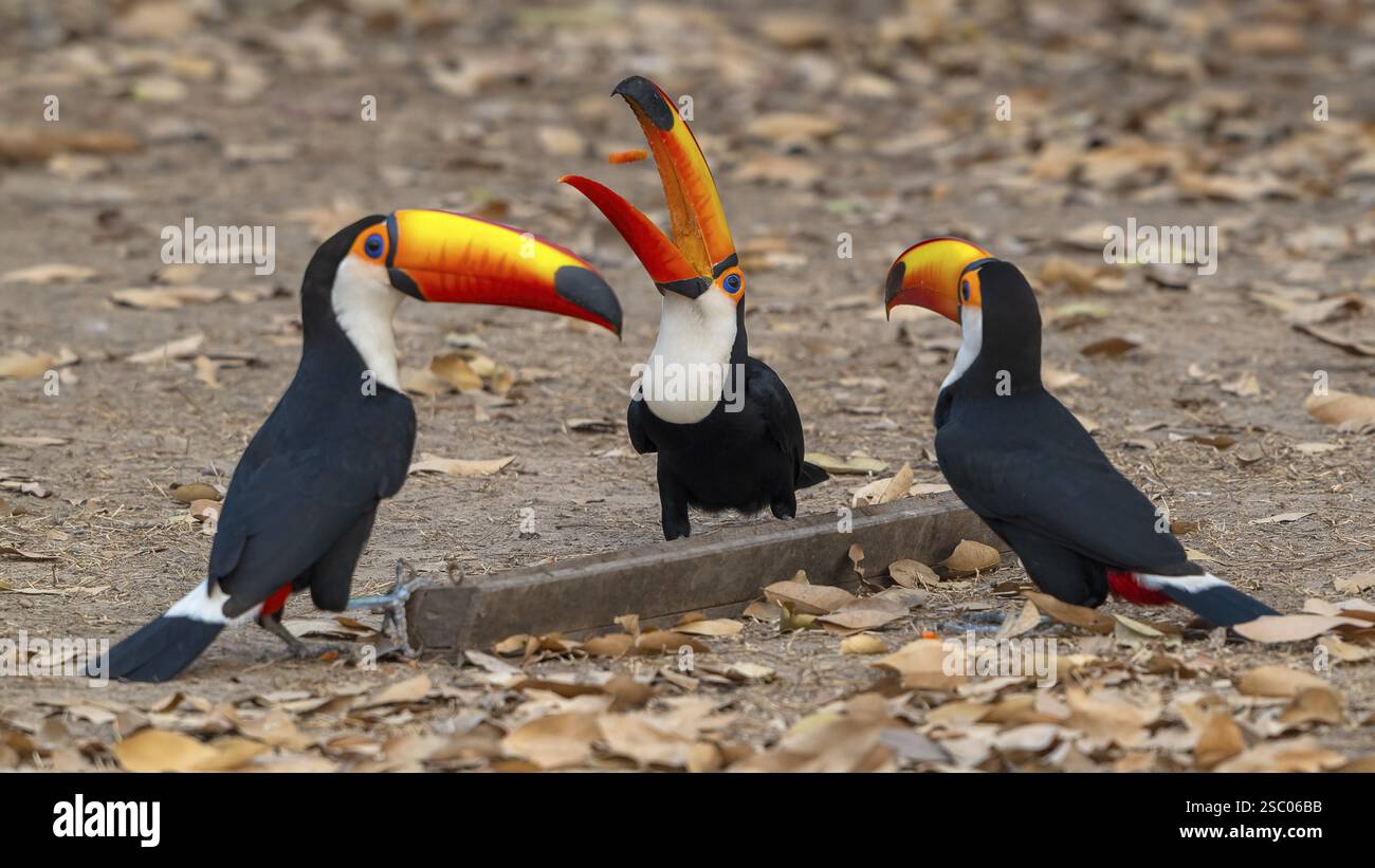 Giant toucan (Ramphastos toco), 3 animals, Pantanal, inland, wetland ...