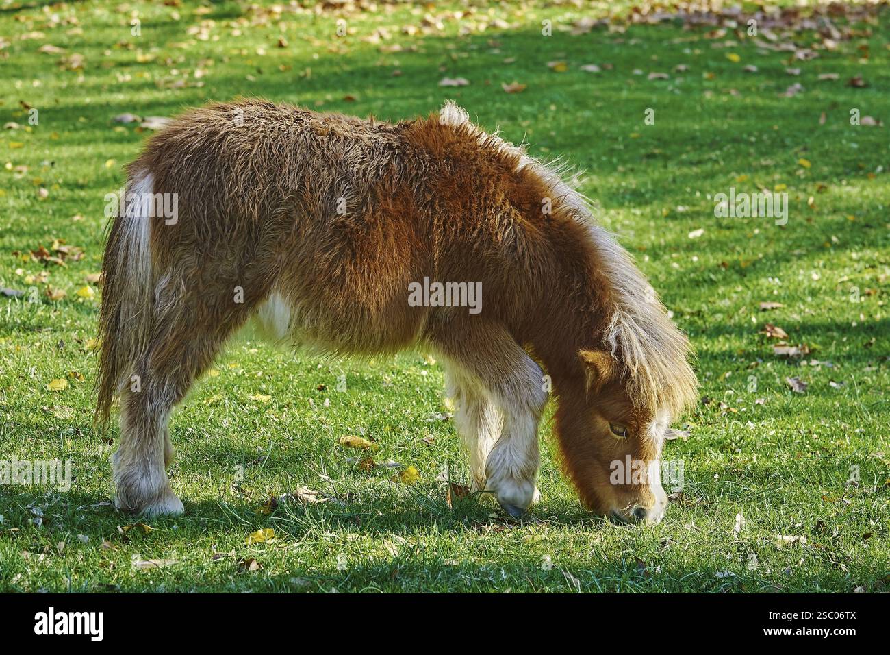 Little Brown Pony Grazing on a Lawn Stock Photo - Alamy
