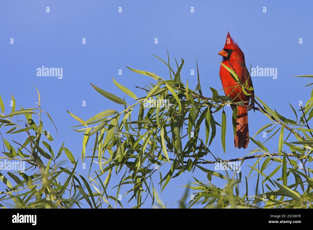 Red cardinal, (Cardinalis cardinalis), animals, birds, biotope, perch ...