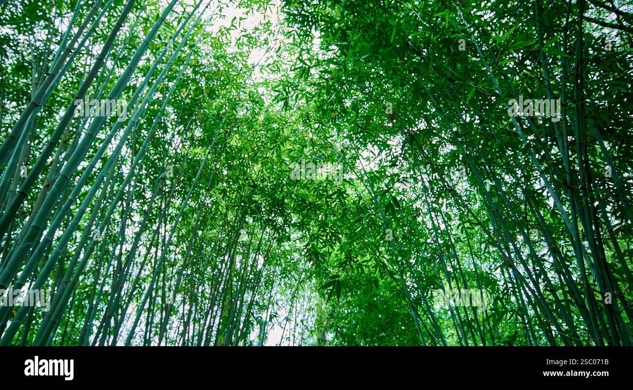 Lush dense green park hi-res stock photography and images - Alamy