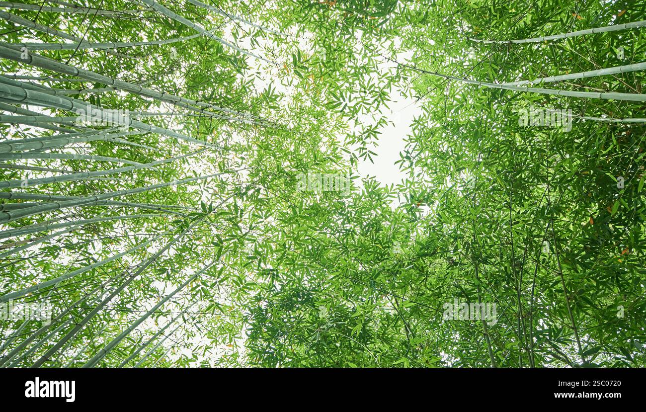 Dense verdant forest tall hi-res stock photography and images - Alamy