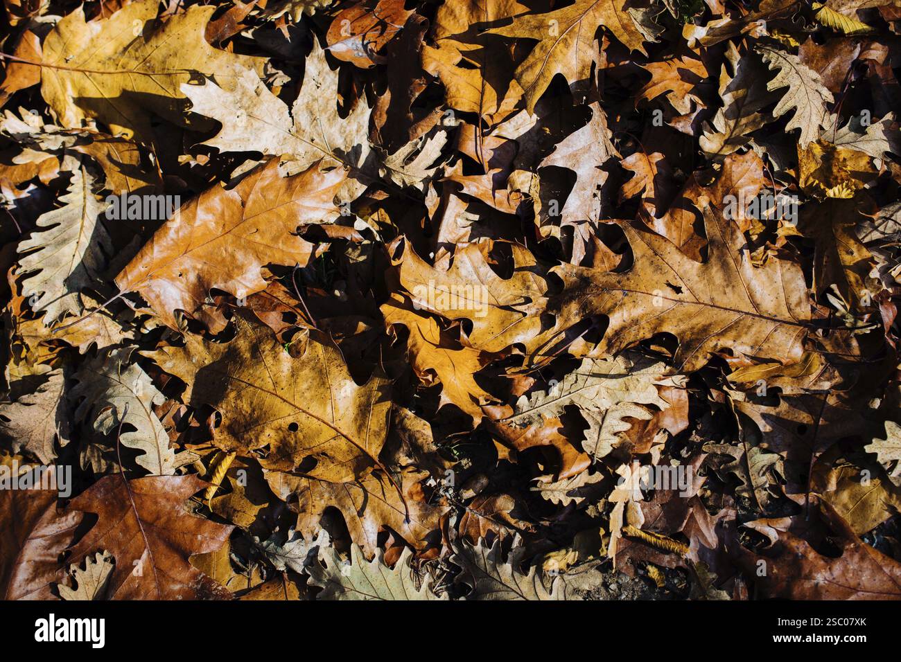 Autumn leaves texture for background. leaf background texture Stock ...