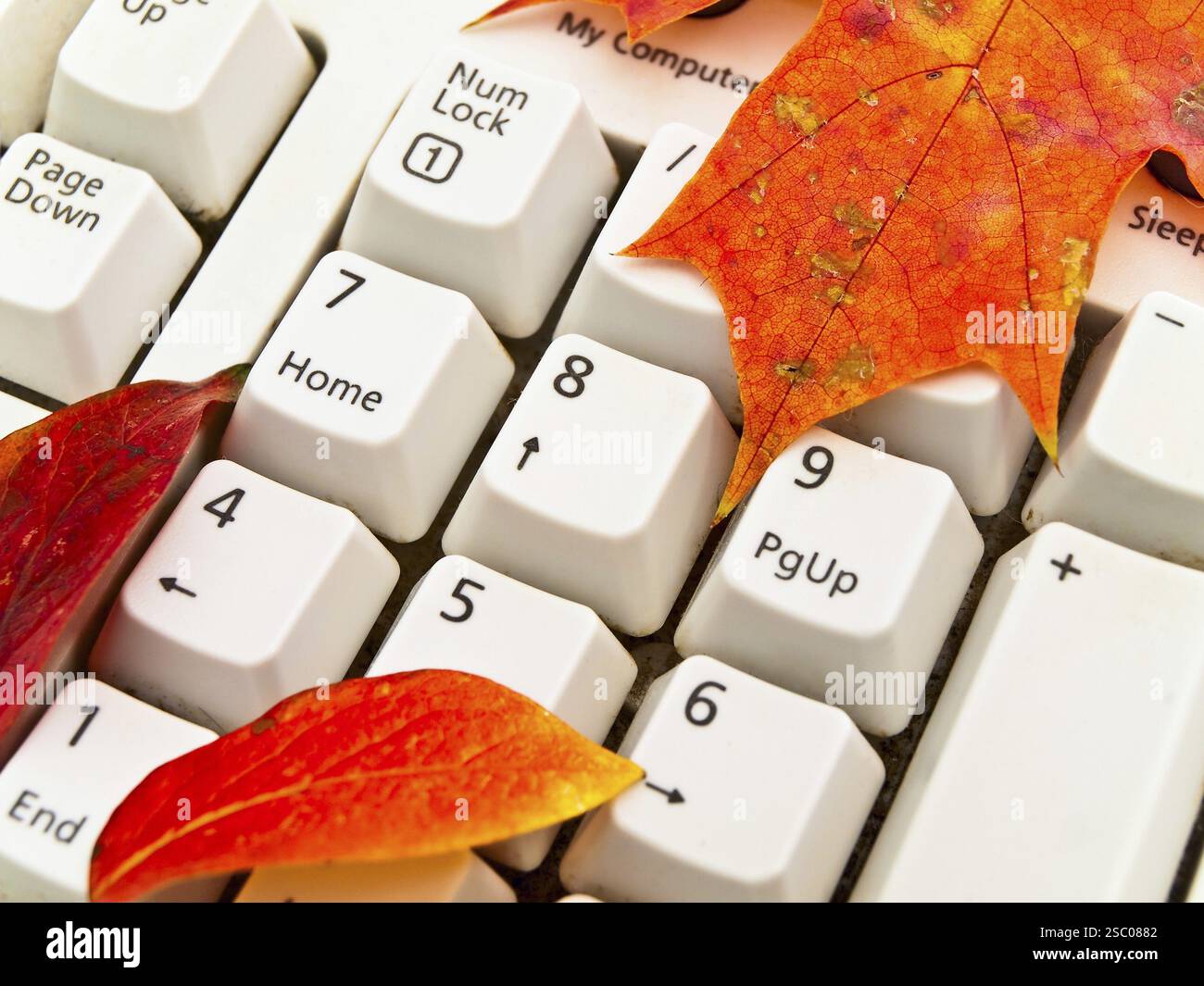 Photo of the keyboard in the bright autumn leaves Stock Photo - Alamy