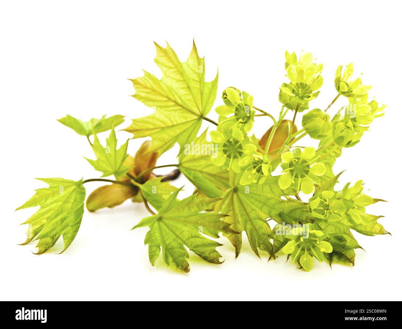 Spring light on trees Cut Out Stock Images & Pictures - Alamy