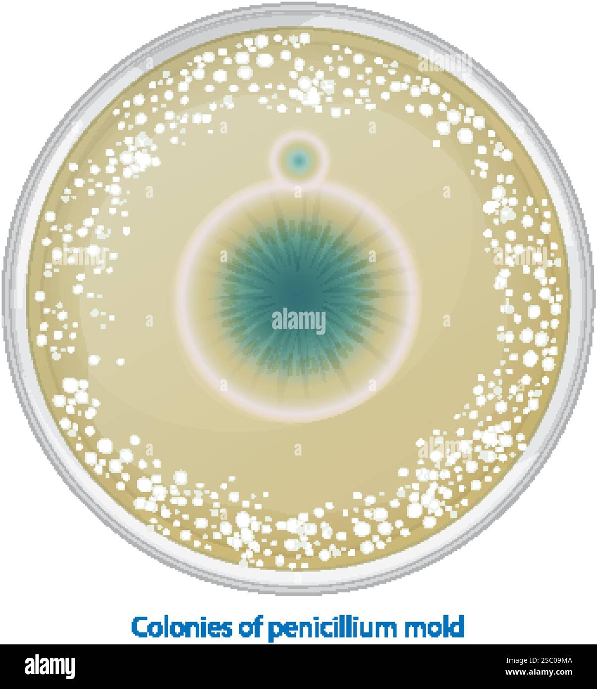 Penicillin vector vectors Cut Out Stock Images & Pictures - Alamy