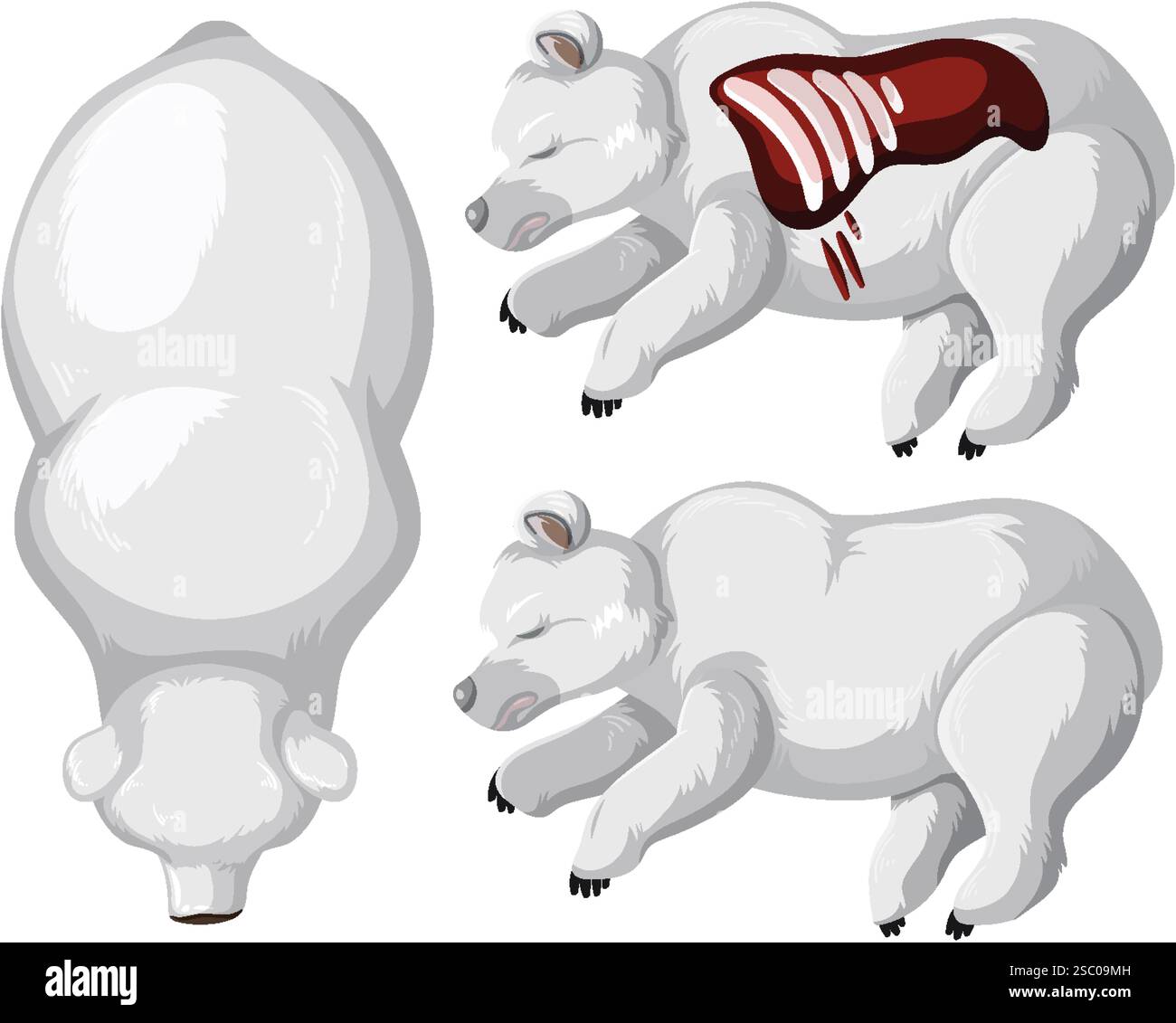 Detailed vector showing polar bear anatomy and structure Stock Vector Image & Art - Alamy