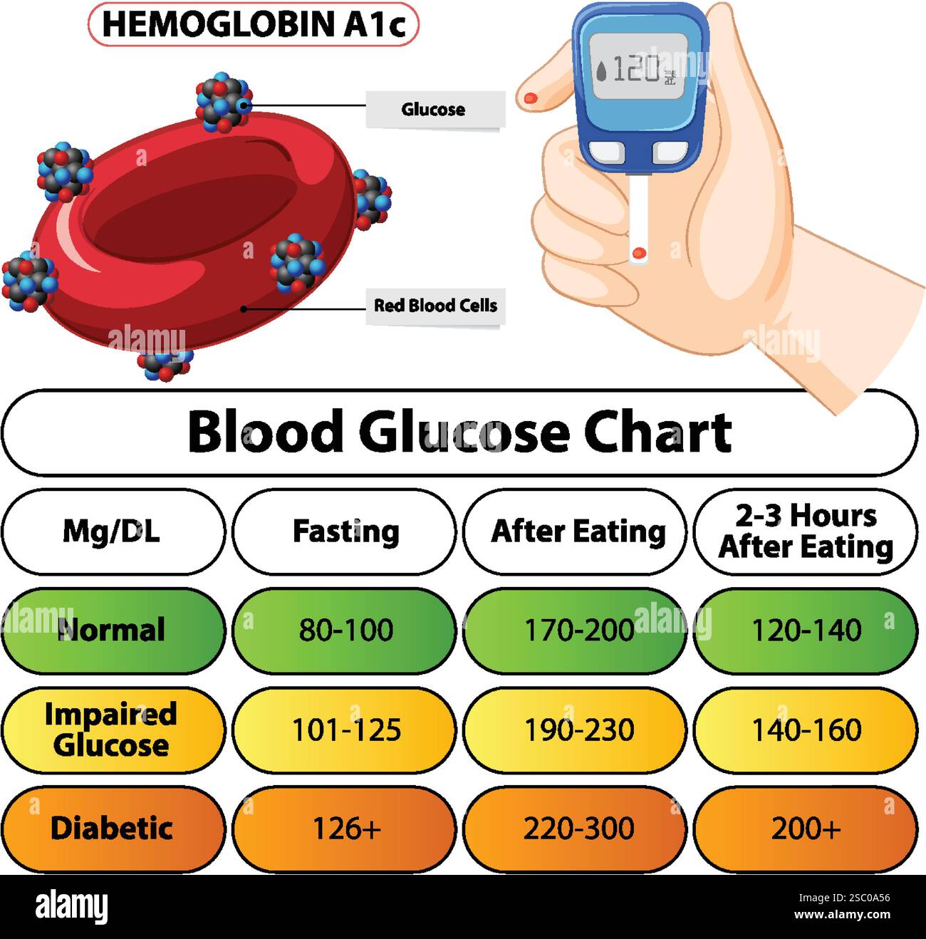 Illustration of blood glucose levels and hemoglobin A1c Stock Vector ...