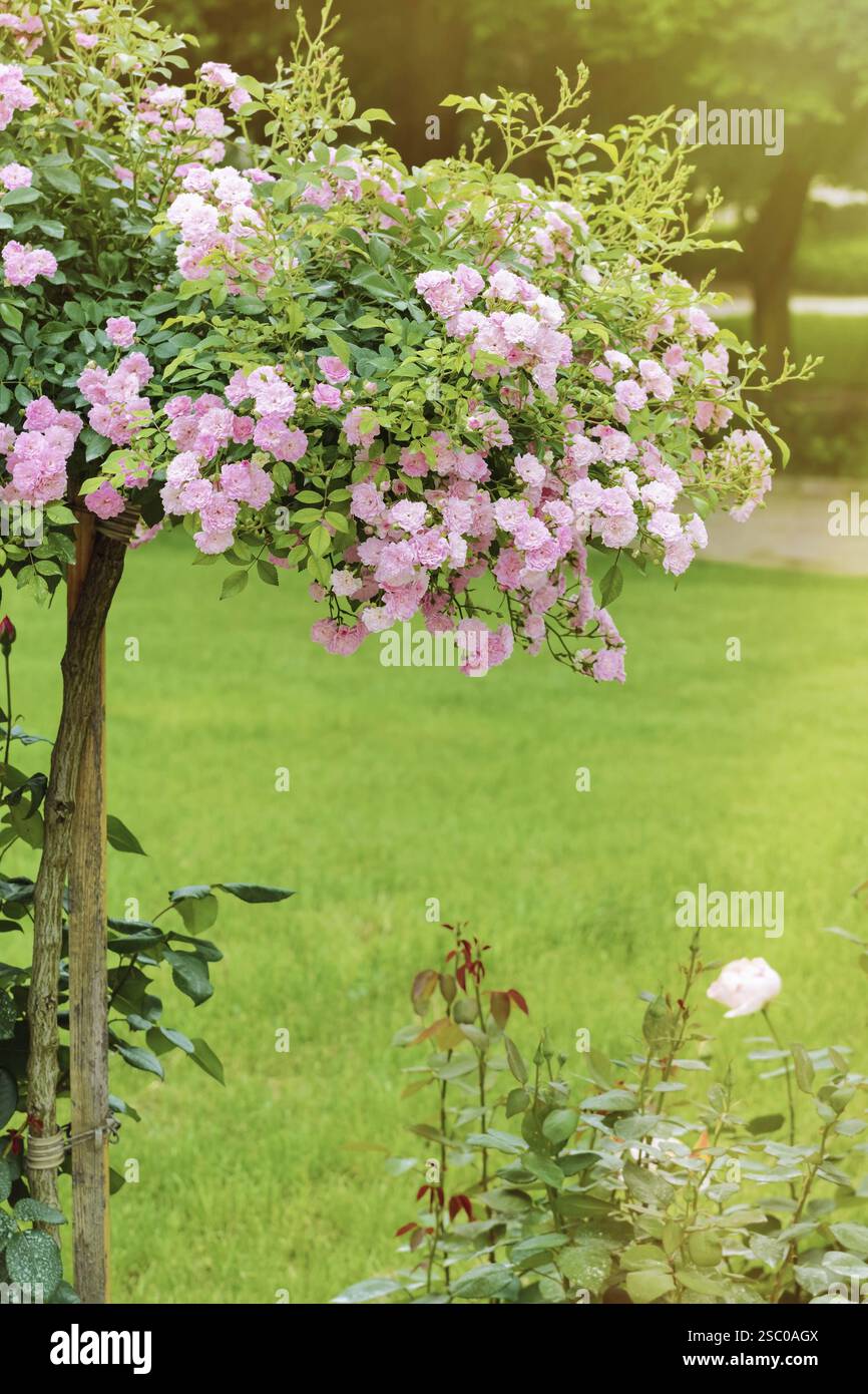Pink Rosebush In The Roses Garden Stock Photo - Alamy
