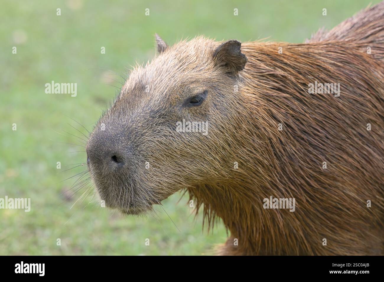 Capybara or capybara (Hydrochoerus hydrochaeris), animal portrait ...