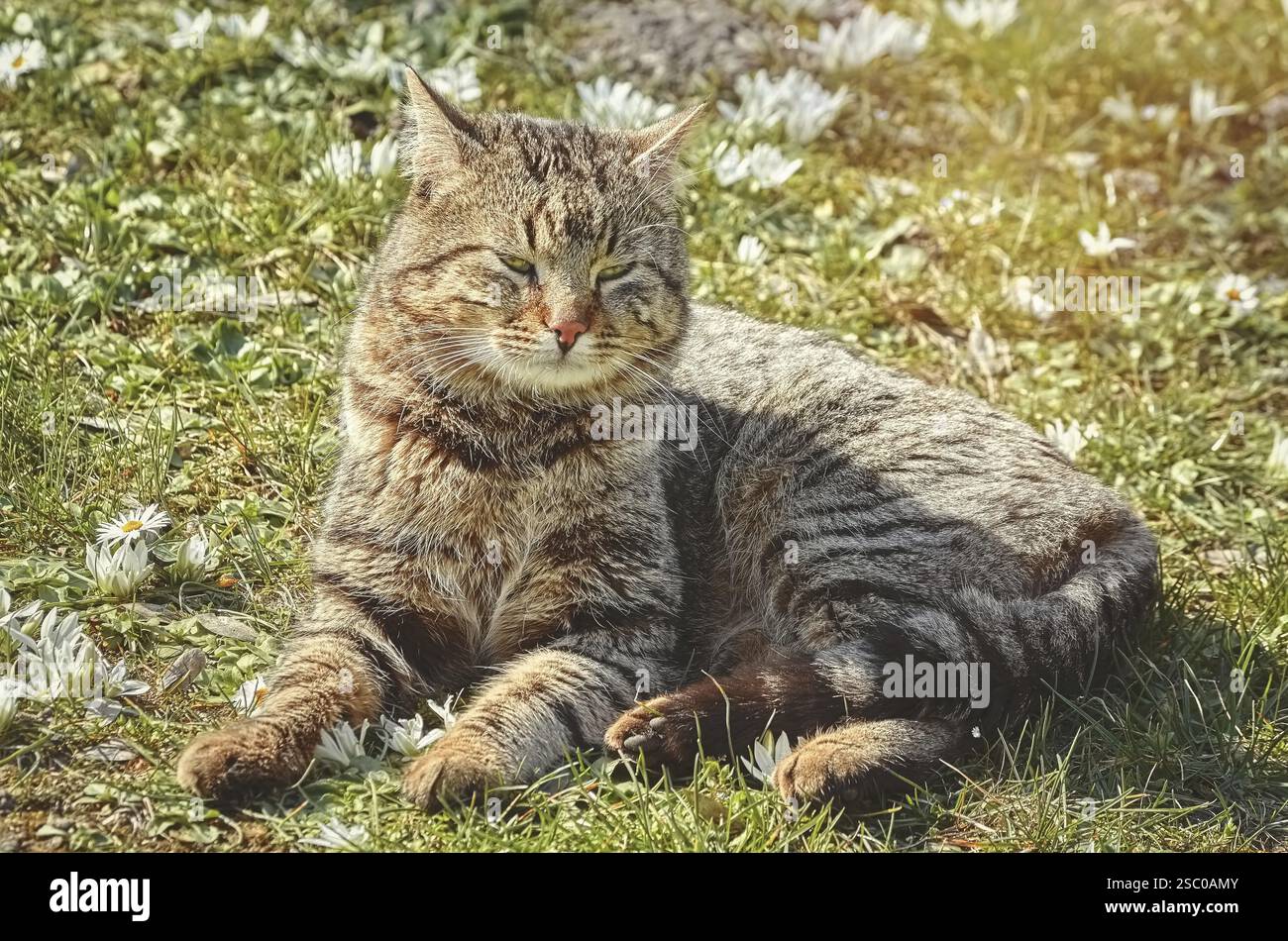 Cat on the Lawn among the White Flowers Varna, Bulgaria, Europe Stock ...