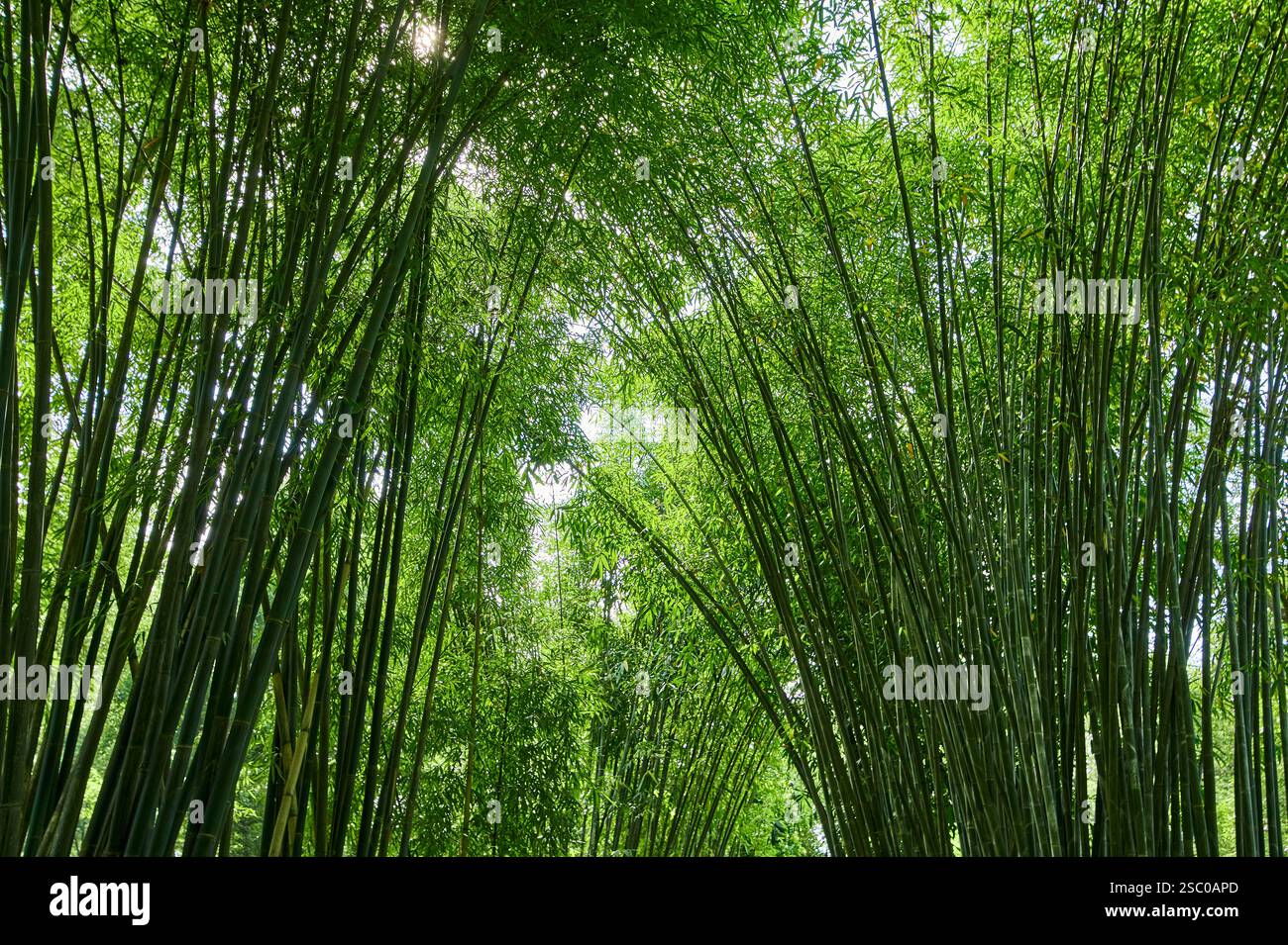 Dense low forest hi-res stock photography and images - Alamy