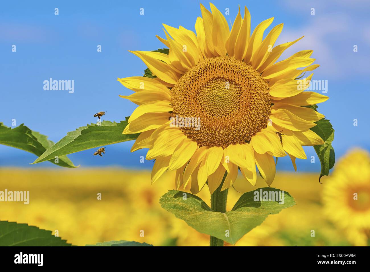 Insect in bulgaria hi-res stock photography and images - Alamy