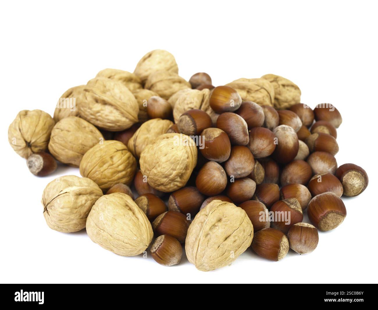 Photo of the hazelnuts and walnut against the white background Stock ...