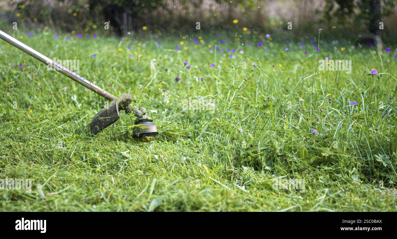 Lawn trimming in a lush green garden with scattered wildflowers Stock ...