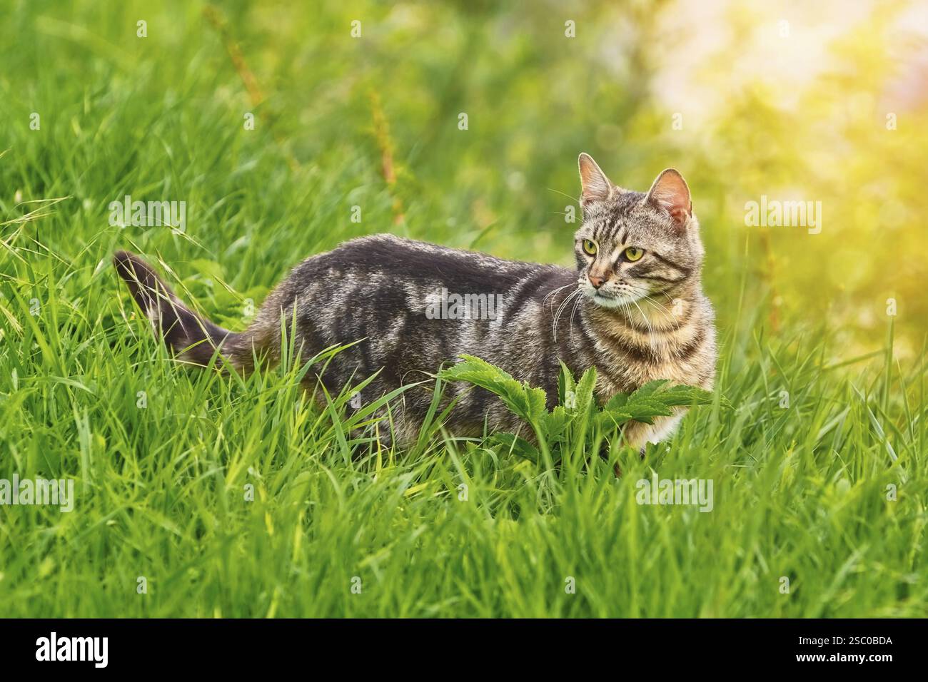 Mongrel Cat in the Green Grass Varna, Bulgaria, Europe Stock Photo - Alamy
