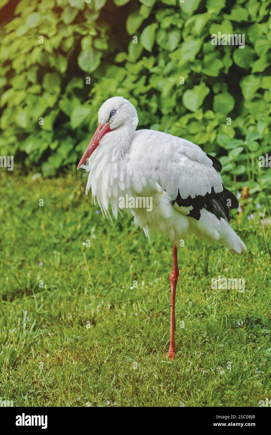White Stork Standing on One Leg in the Grass Belostock, Poland, Europe ...