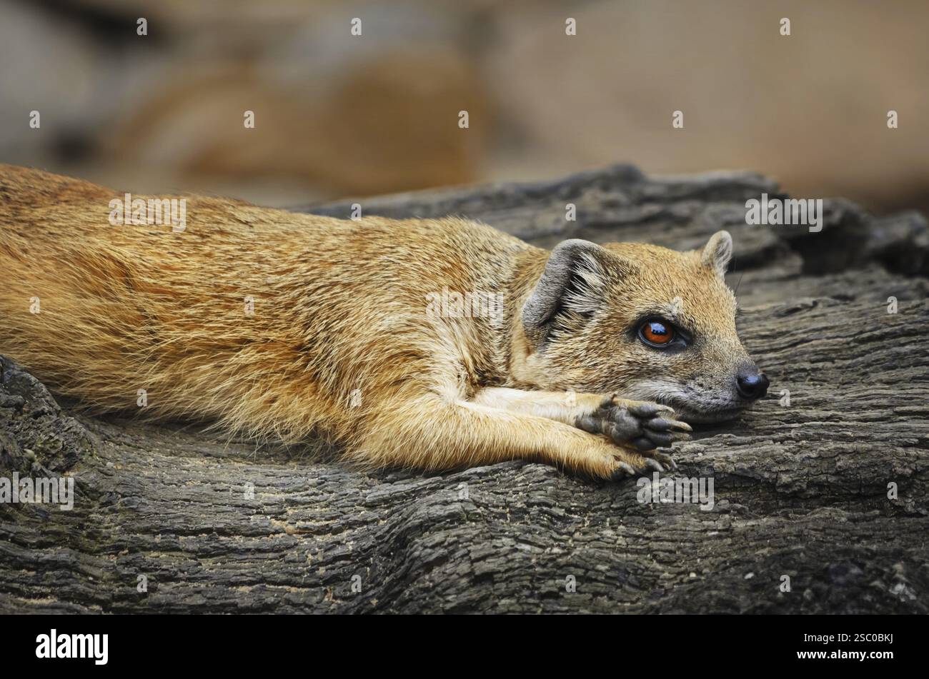 Common Mongoose Lying On The Tree Stock Photo - Alamy