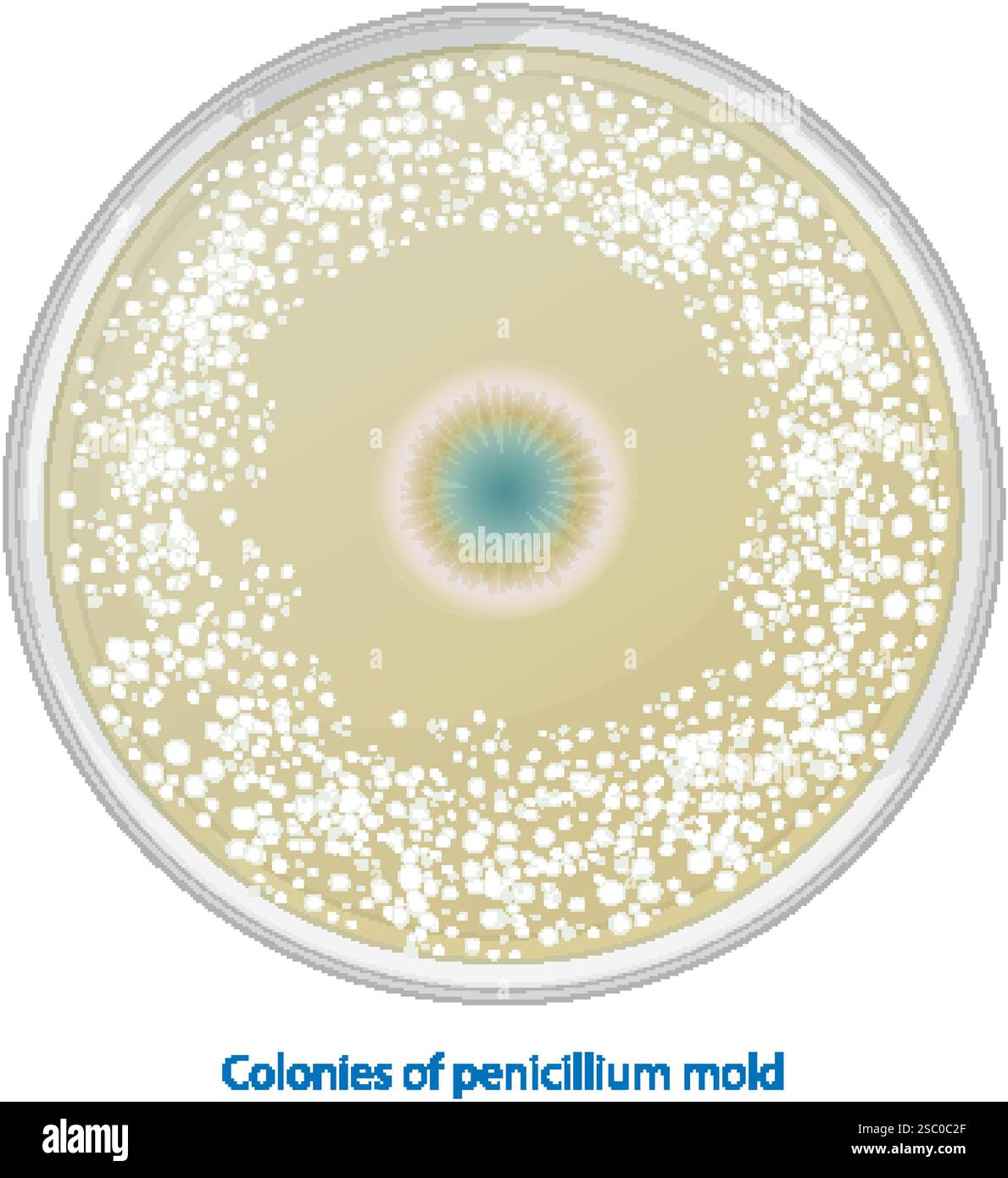 Illustration of penicillium mold colonies in a dish Stock Vector Image ...