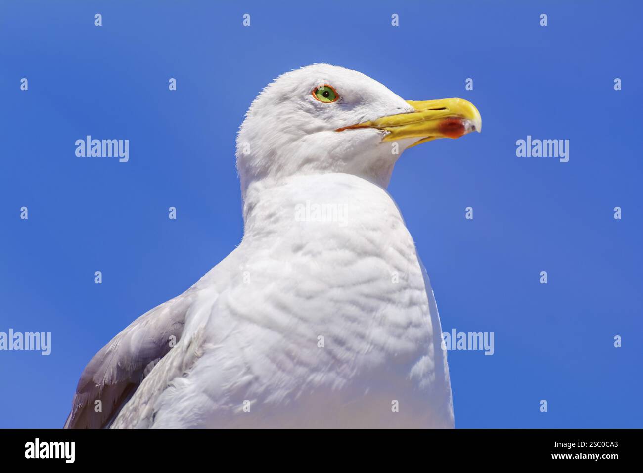 Portrait Of Seagull In Front Of Sky Background Bulgaria Stock Photo - Alamy
