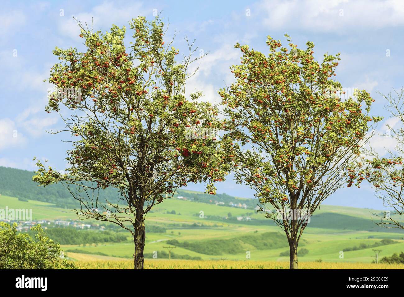 Two Trees Of Mountain Ash Against A Background Of Slovakian Landscape ...