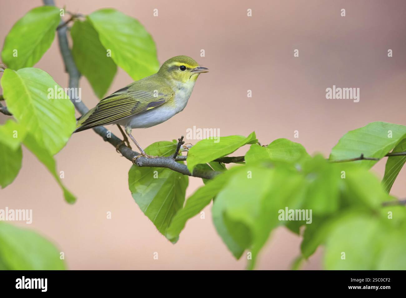 Wood warbler, (Phylloscopus sibilatrix), animals, birds, biotope, perch ...