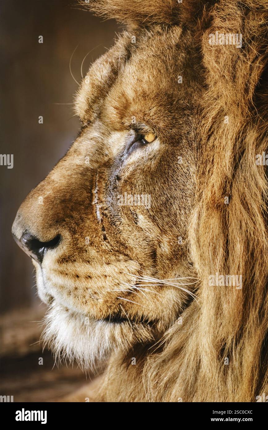 Portrait of an Old Lion Varna, Bulgaria, Europe Stock Photo - Alamy