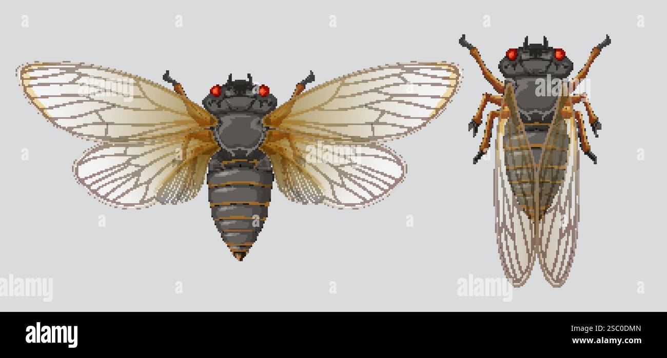 Two cicadas with intricate wing patterns and red eyes Stock Vector ...