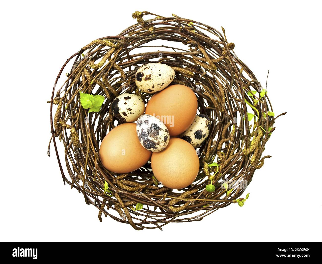Spring Nest With Different Eggs Against White Background Stock Photo ...