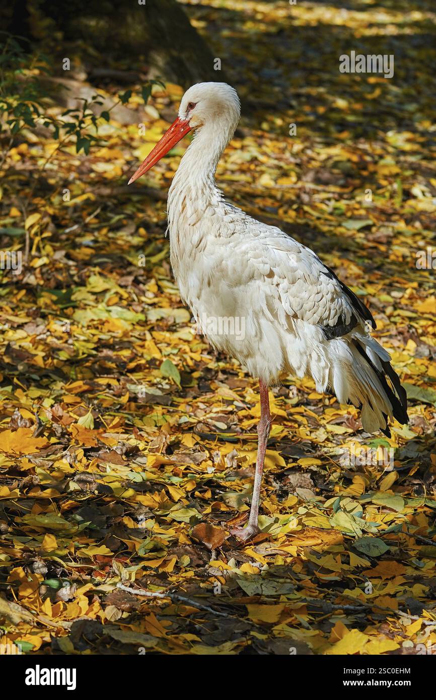 Stork Standing on One Leg among Yellow Leaves Varna, Bulgaria, Europe ...