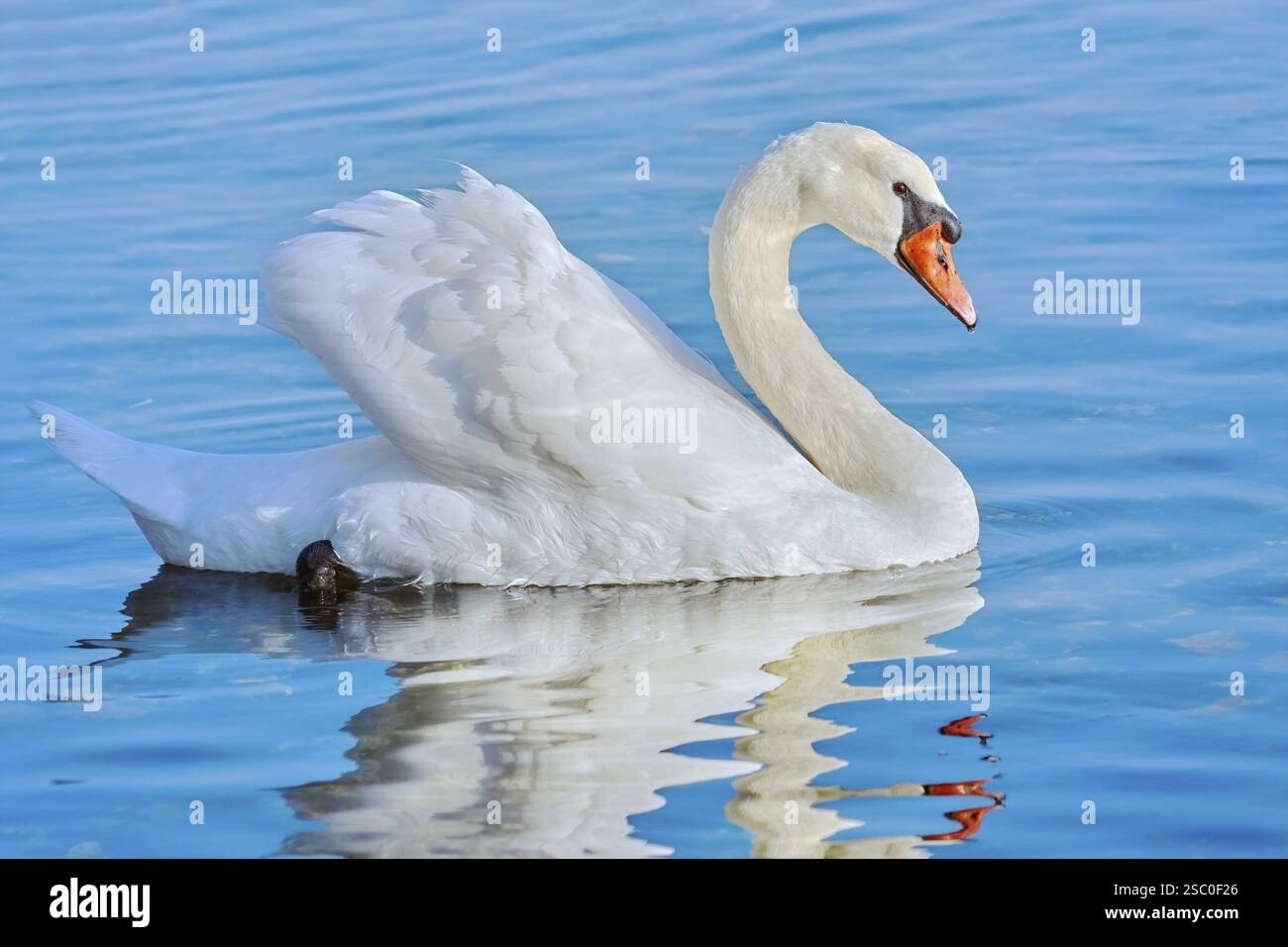 White swan on Lake Varna, Bulgaria, Europe Stock Photo - Alamy