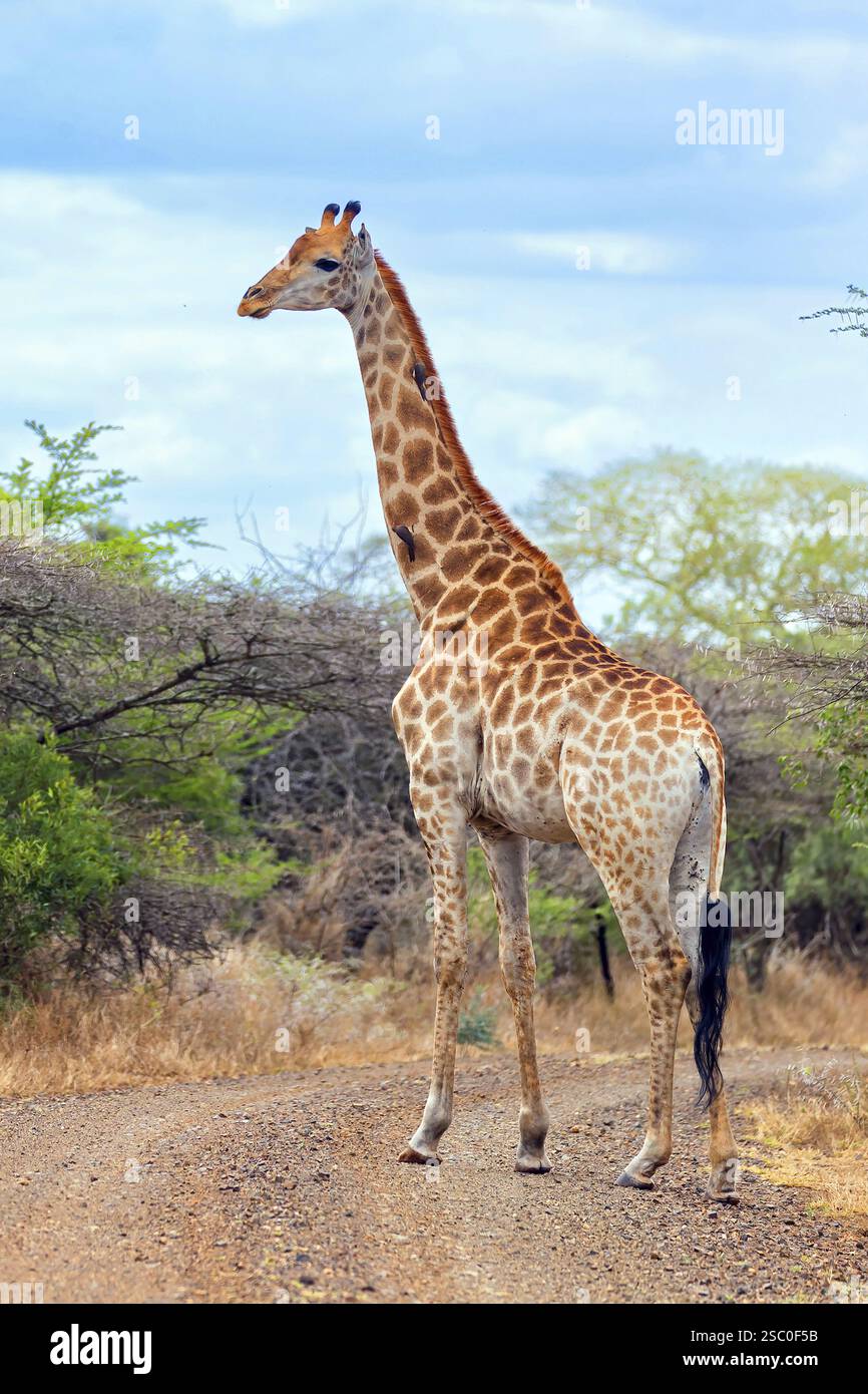 Giraffe, Steppe giraffe, (Giraffa camelopardalis giraffa), animals ...
